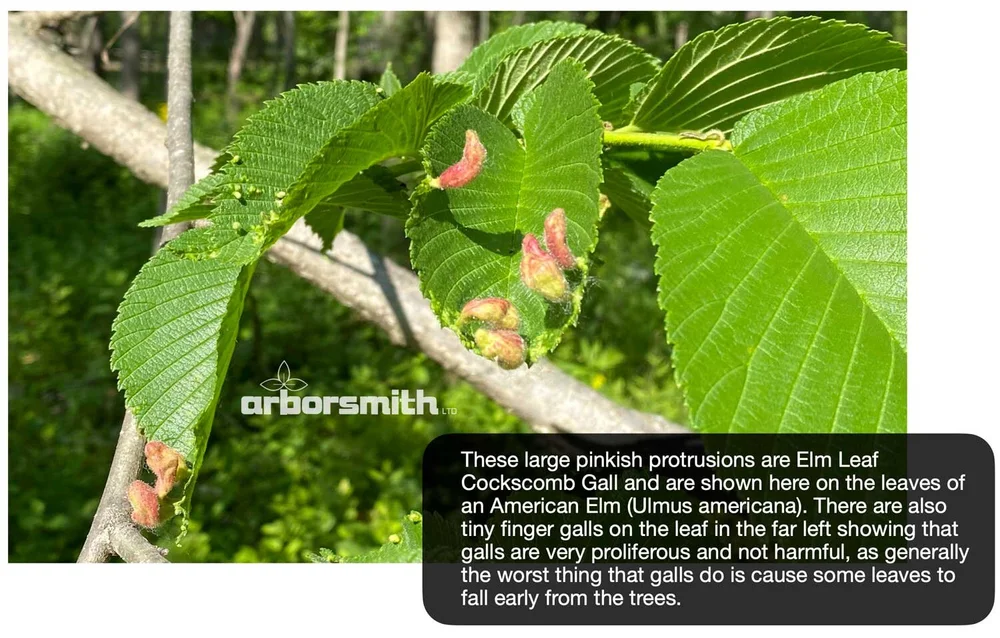 My Leaves Have These Weird Bumps and Lumps on Them! — Arborsmith, Ltd ...