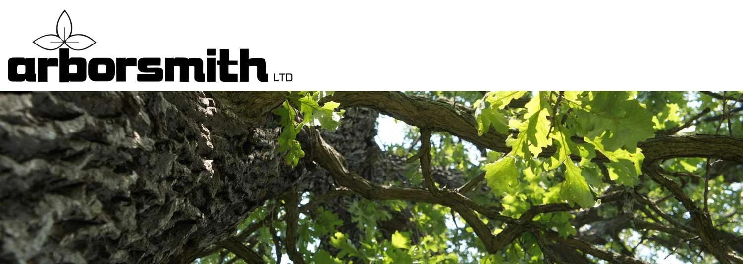 Getting to Know Your Trees - White Oak — Arborsmith, Ltd.® crafstman in the care of trees