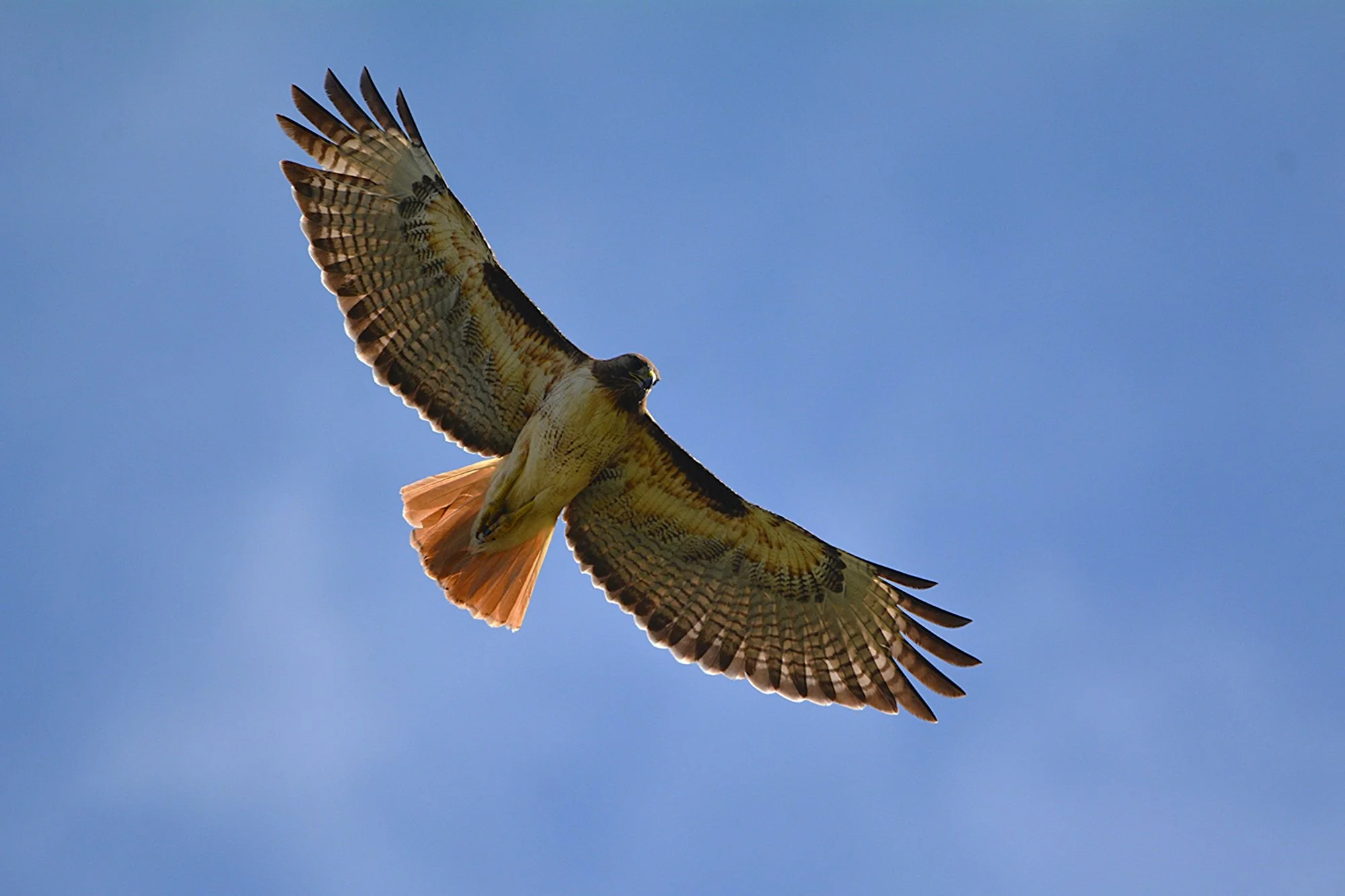 Red-tailed Hawks — Bloom Research,Inc.