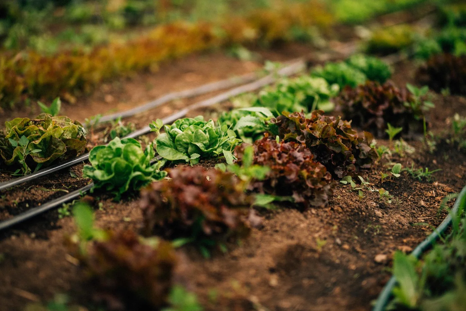 Contact Us — Argus Farm Stop