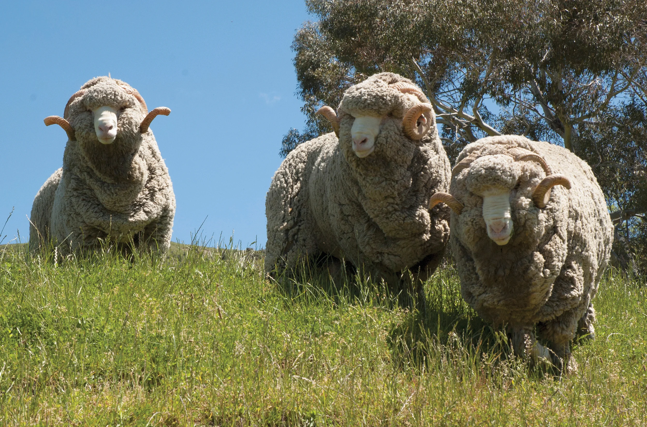 Why Merino — Chasing Windmills