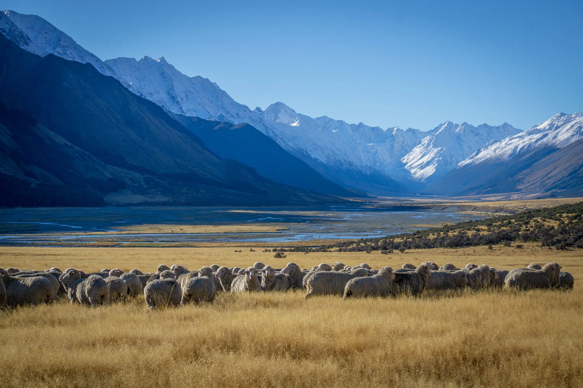 Why Merino — Chasing Windmills