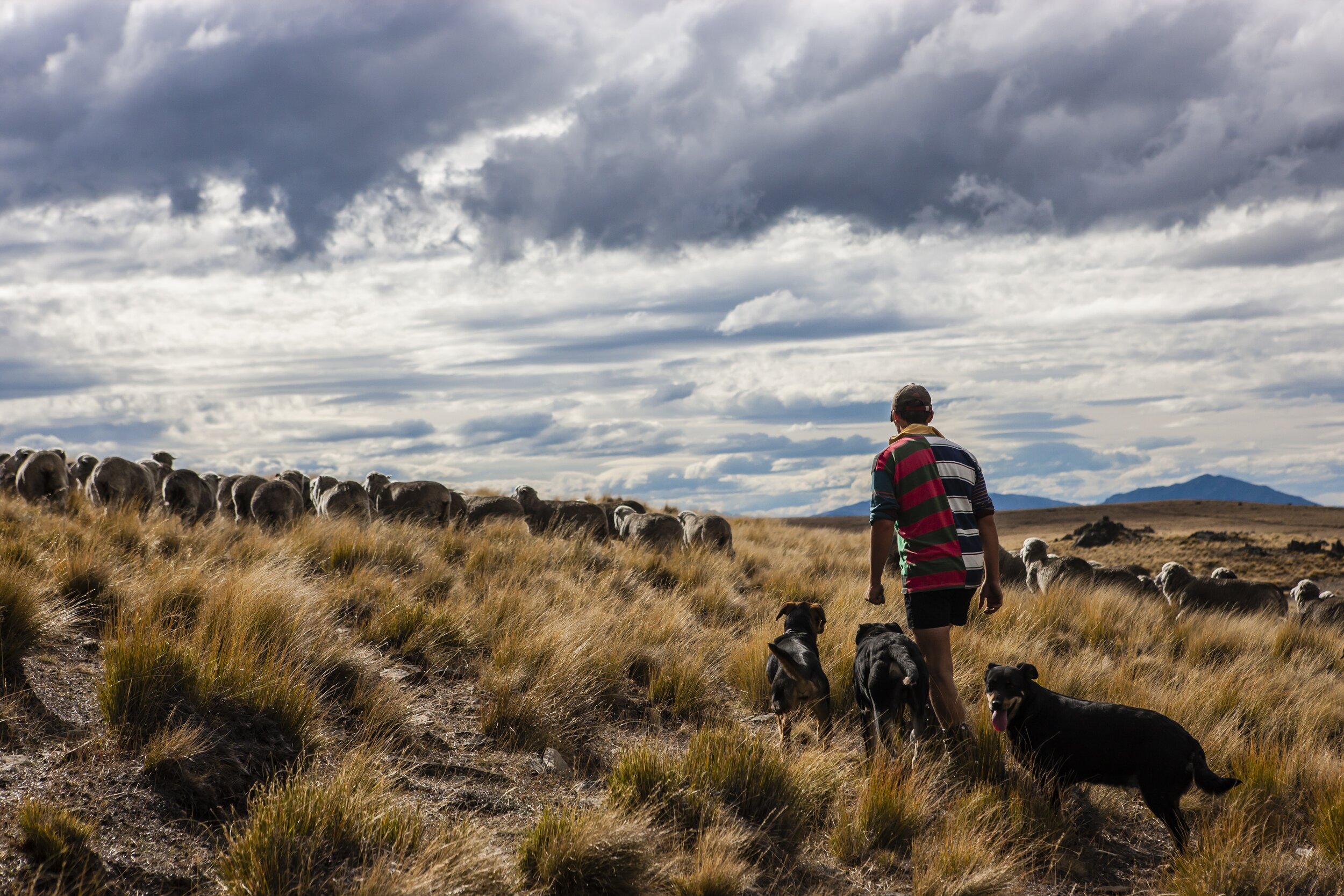 Why Merino — Chasing Windmills