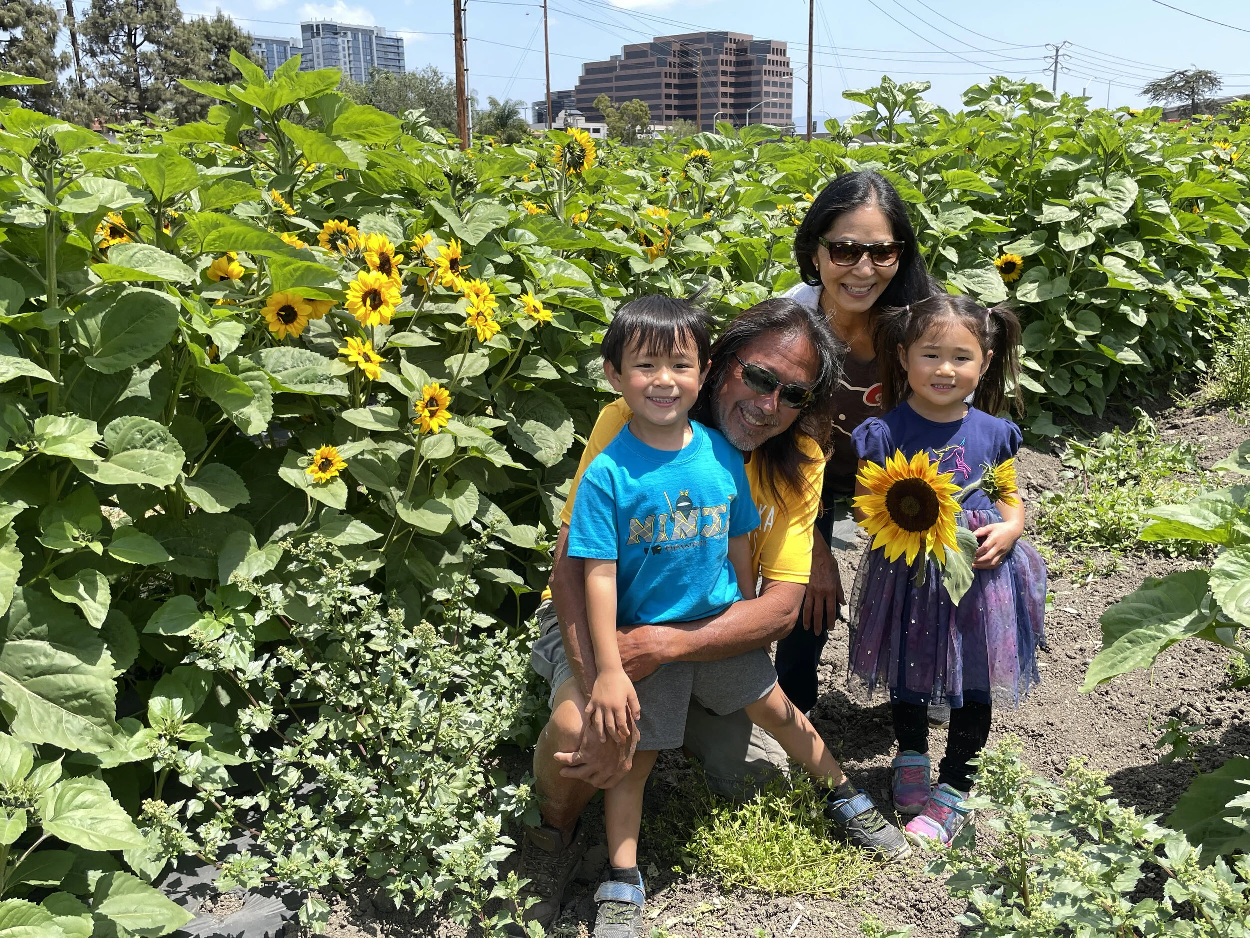 Sunflower Farm Jalajala Rizal | Best Flower Site