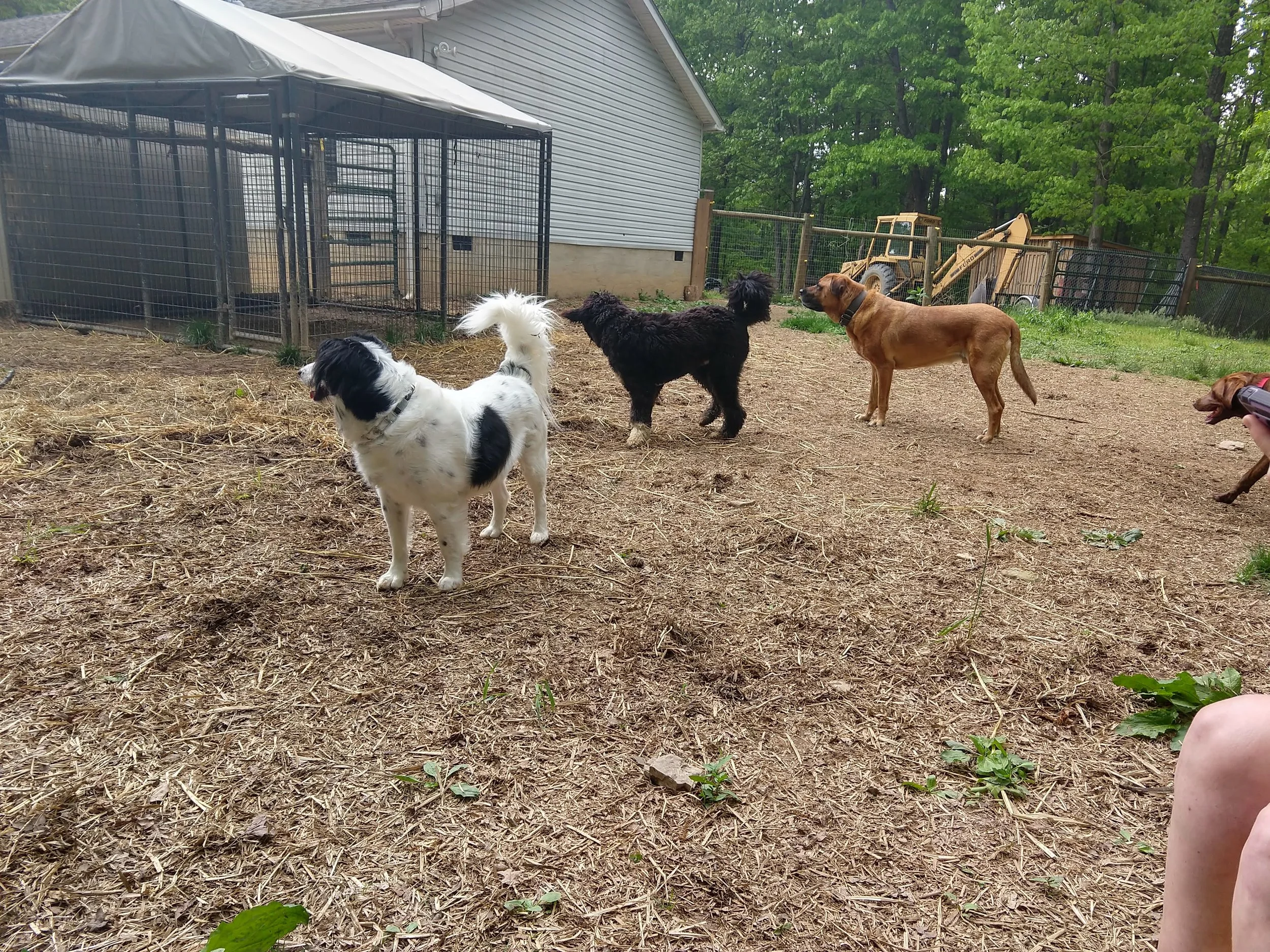 The Balanced Dog, LLC