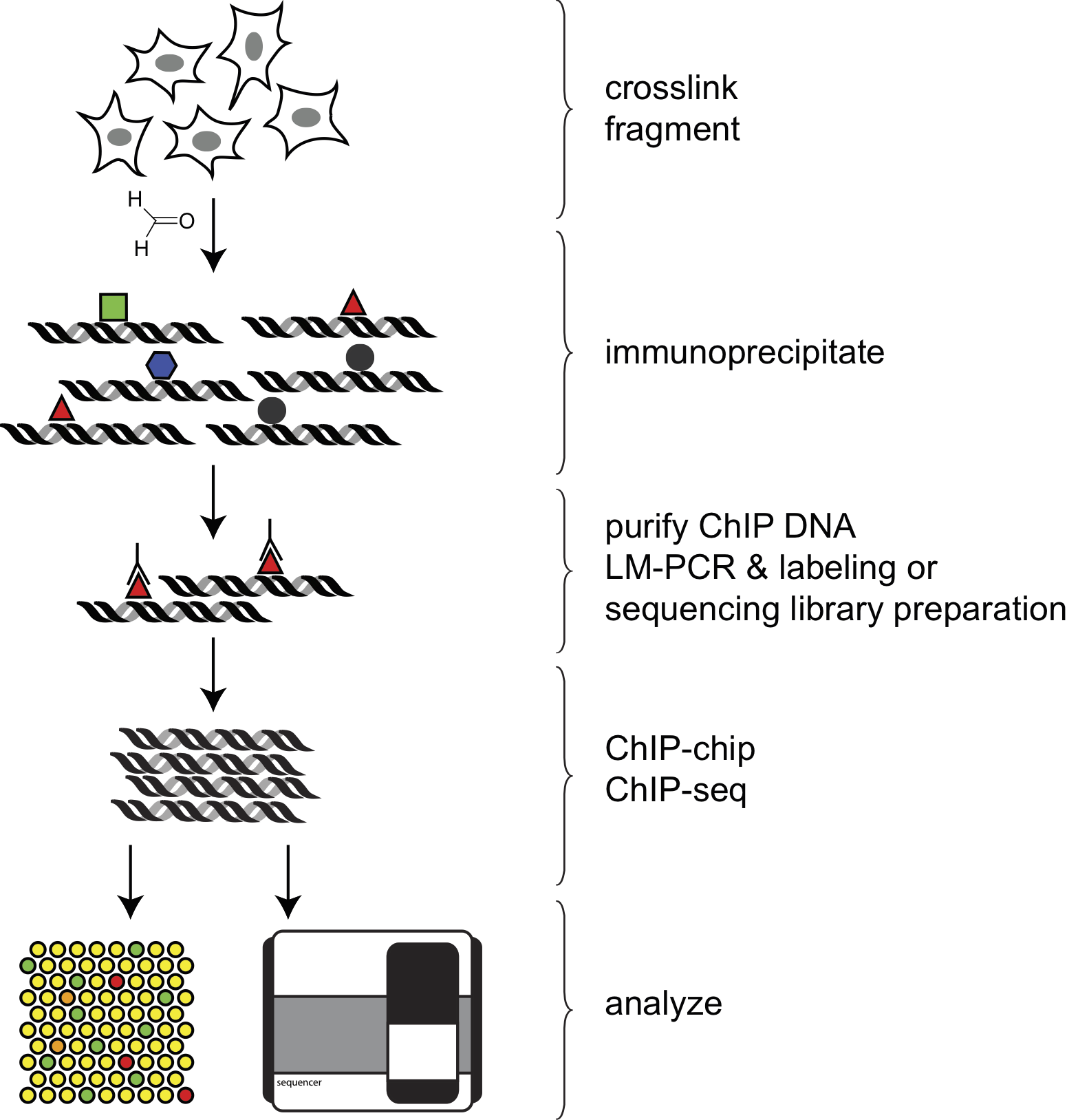 Publications — Functional Genomics Laboratory