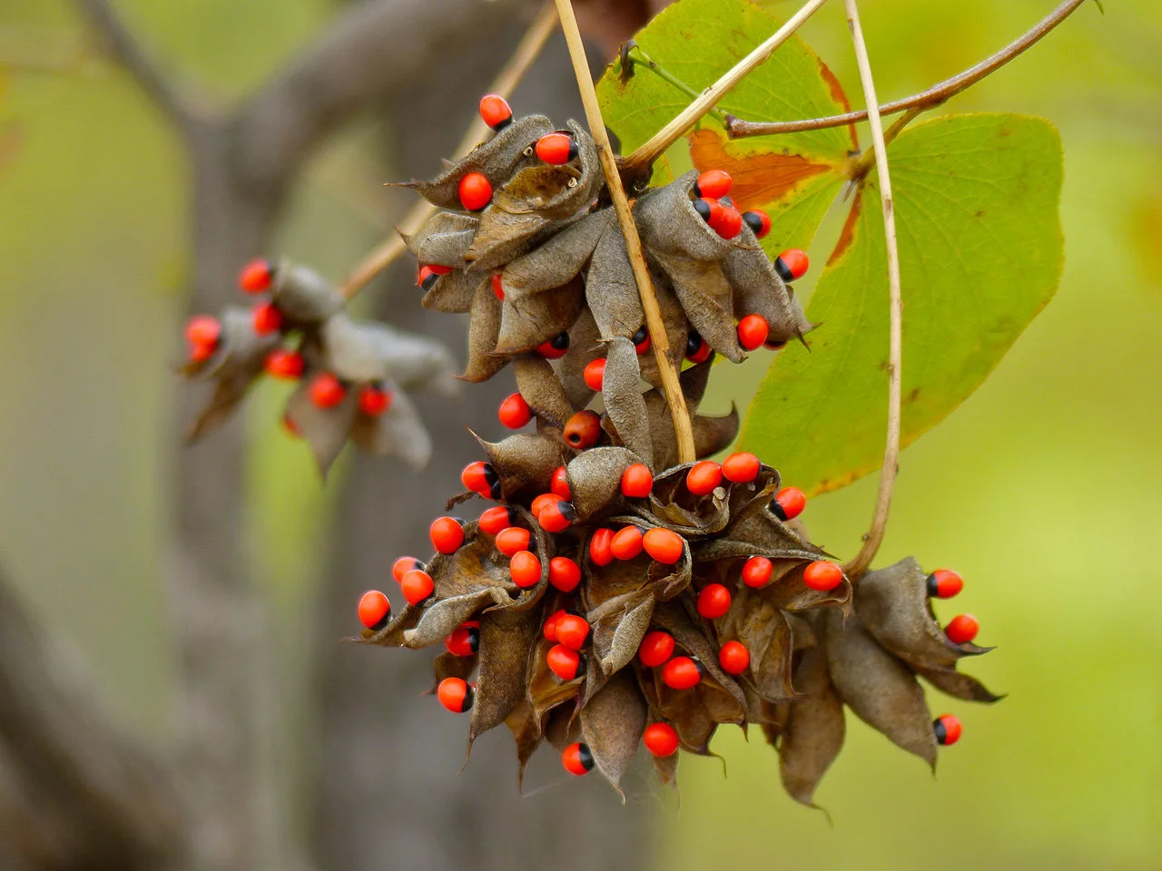 Abrus precatorius (oju ologbo, rosary pea) — THE GREEN INSTITUTE