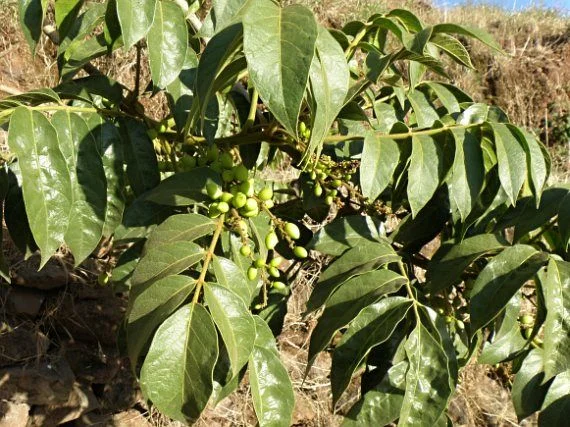 Brucea antidysenterica — THE GREEN INSTITUTE