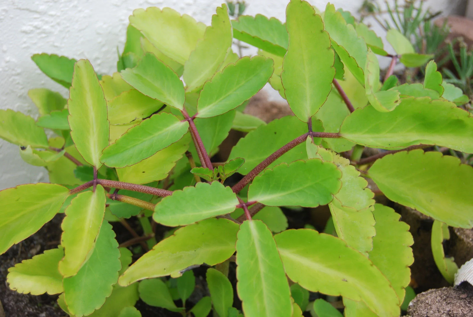 Bryophyllum Pinnatum THE GREEN INSTITUTE Bryophyllum Pinnatum THE GREEN INSTITUTE