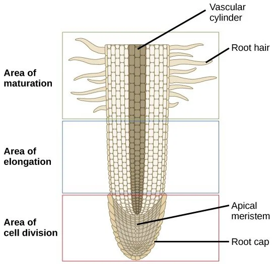 Structure of Angiosperm — THE GREEN INSTITUTE