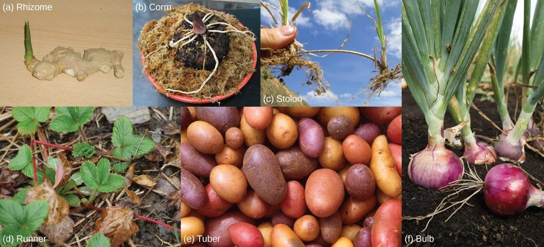 Structure of Angiosperm — THE GREEN INSTITUTE