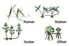 Structure of Angiosperm — THE GREEN INSTITUTE