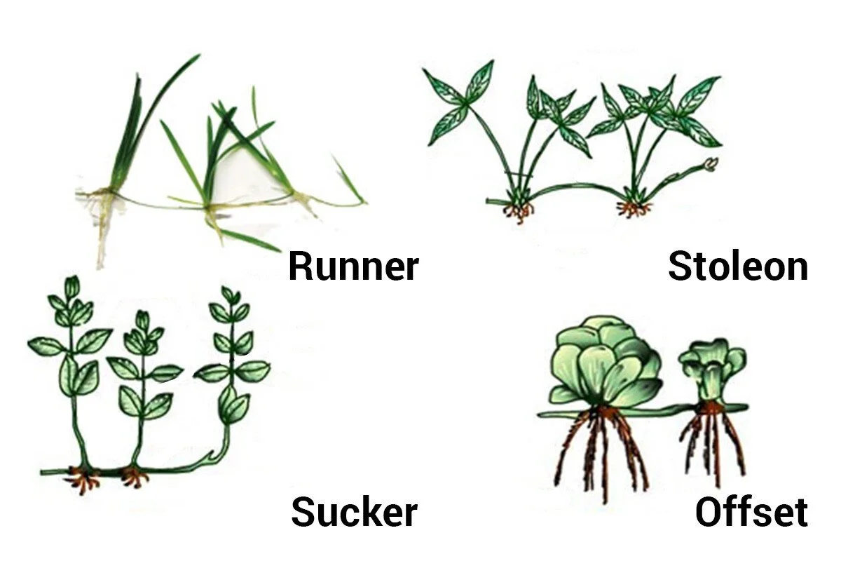 Structure of Angiosperm — THE GREEN INSTITUTE