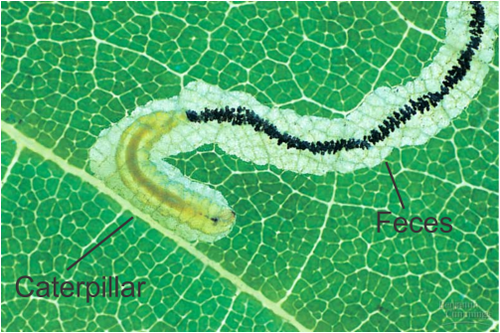 Mechanism of Feeding — THE GREEN INSTITUTE