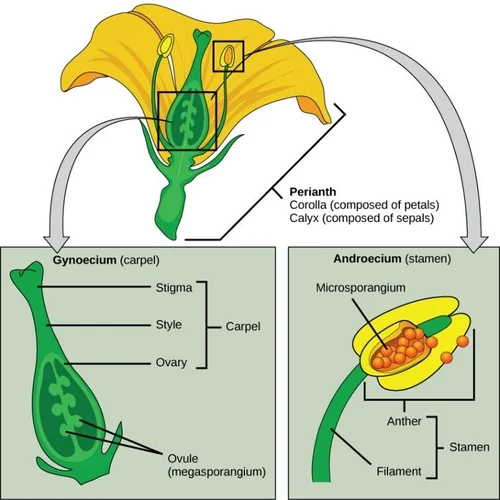 Structure of Angiosperm — THE GREEN INSTITUTE