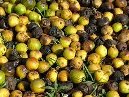 Gmelina arborea — THE GREEN INSTITUTE