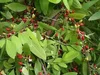 Erythroxylum coca — THE GREEN INSTITUTE