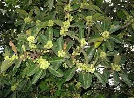 Ficus thonningii — THE GREEN INSTITUTE