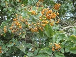 Ehretia cymosa — THE GREEN INSTITUTE