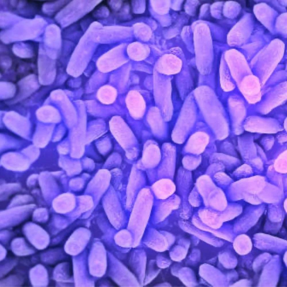 Research and Funding — THE GREEN INSTITUTE