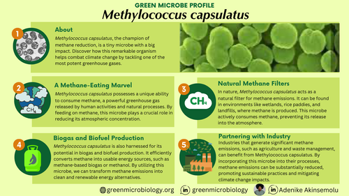 Methylococcus capsulatus: The Methane Muncher — THE GREEN INSTITUTE