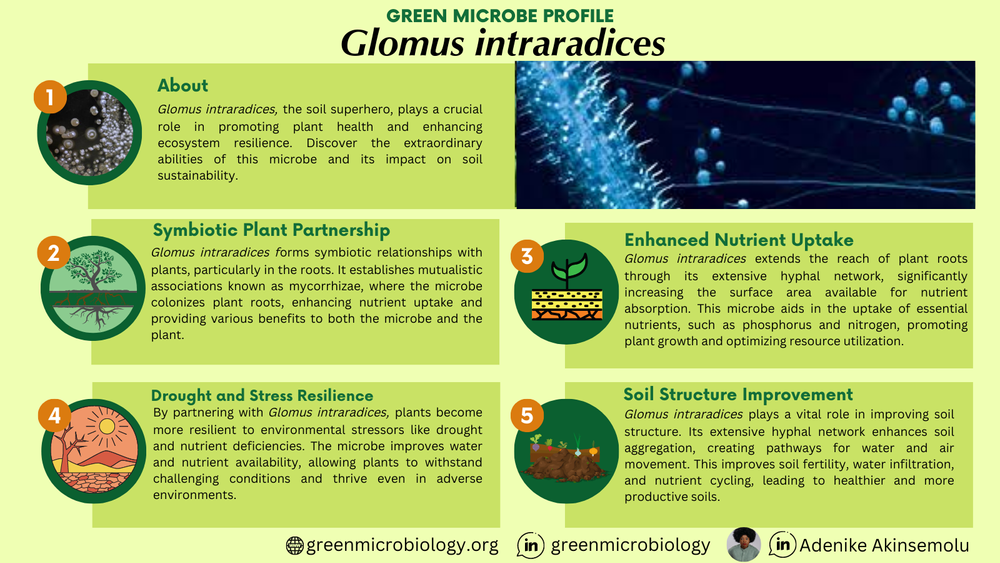 Glomus intraradices: The Soil Superhero Enhancing Plant Health and ...