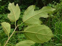 Ficus asperifolia — THE GREEN INSTITUTE