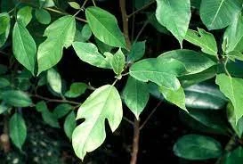 Ficus exasperata — THE GREEN INSTITUTE