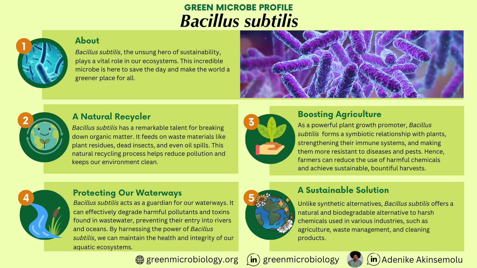 Bacillus Subtilis The Protean — The Green Institute