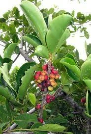 Embelia schimperi — THE GREEN INSTITUTE