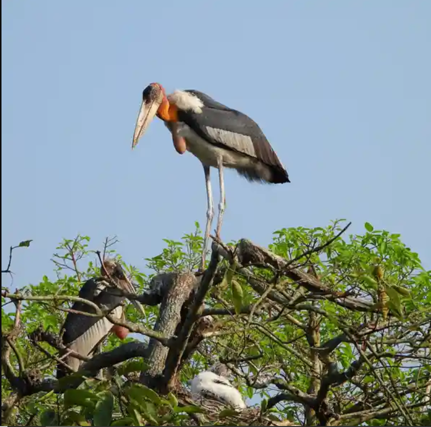 Mobilising Assam’s ‘hargila army’: how 10,000 women saved India’s rarest stork — THE GREEN INSTITUTE
