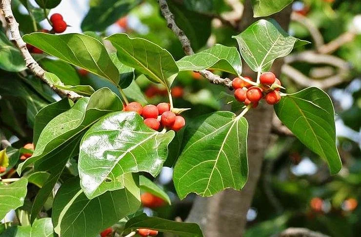 Ekebergia capensis — THE GREEN INSTITUTE