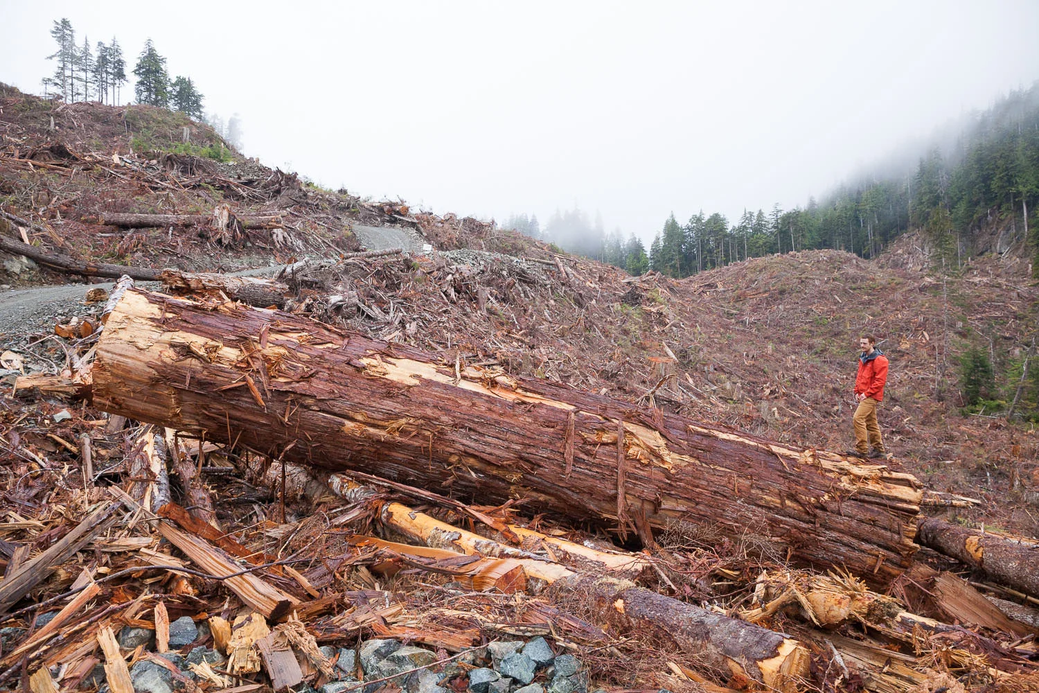 Logging