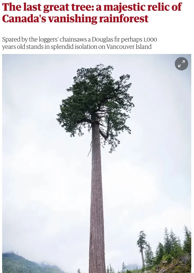 Big Lonely Doug featured in The Guardian — TJ Watt Photography