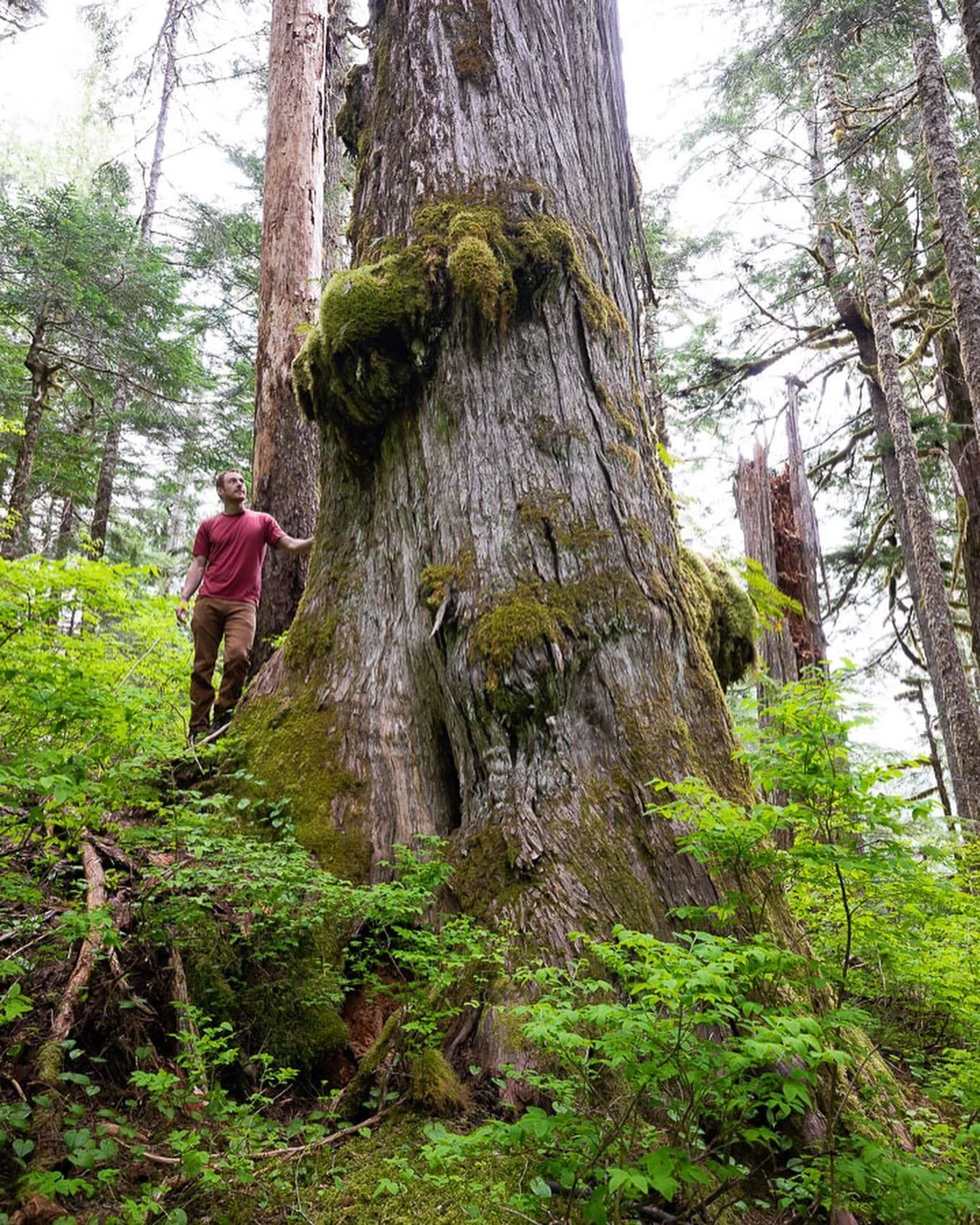 New Documentary: Giant Tree Hunters — TJ WATT