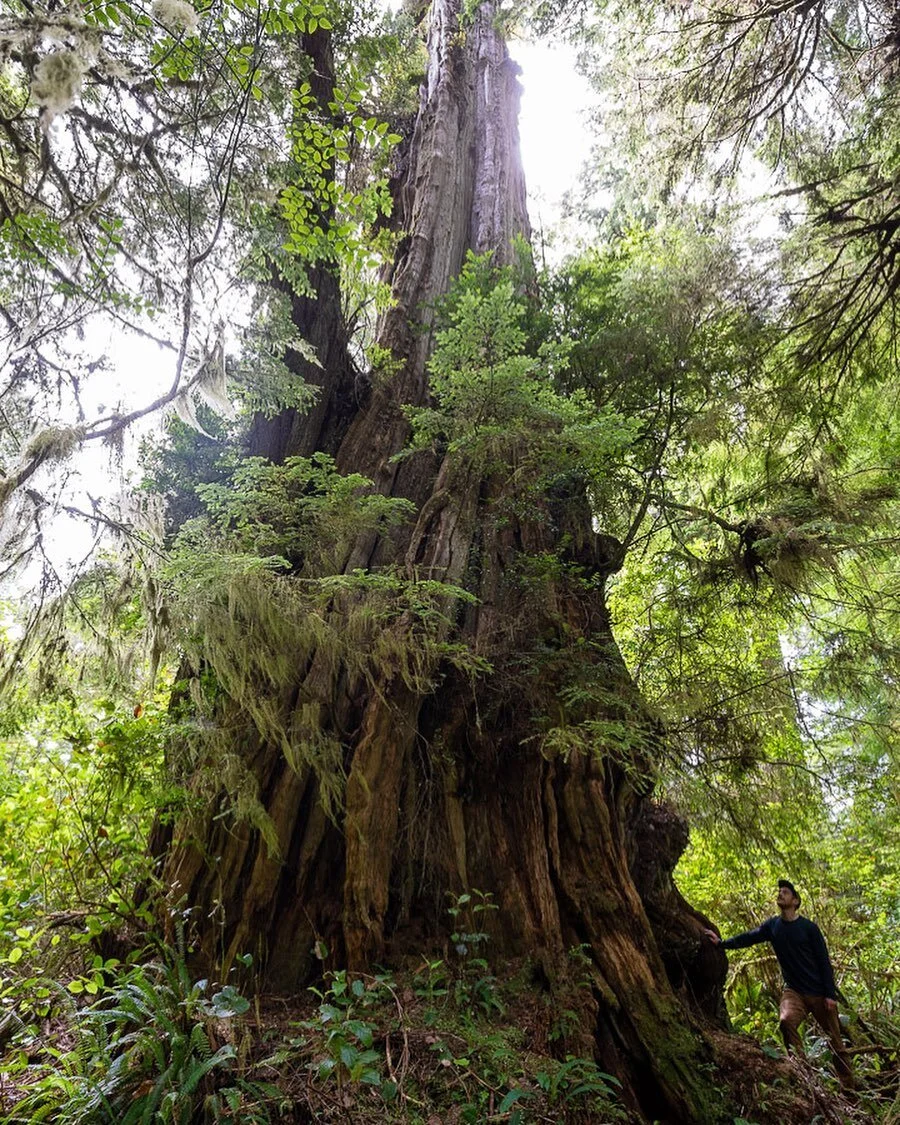 New Documentary: Giant Tree Hunters — TJ WATT