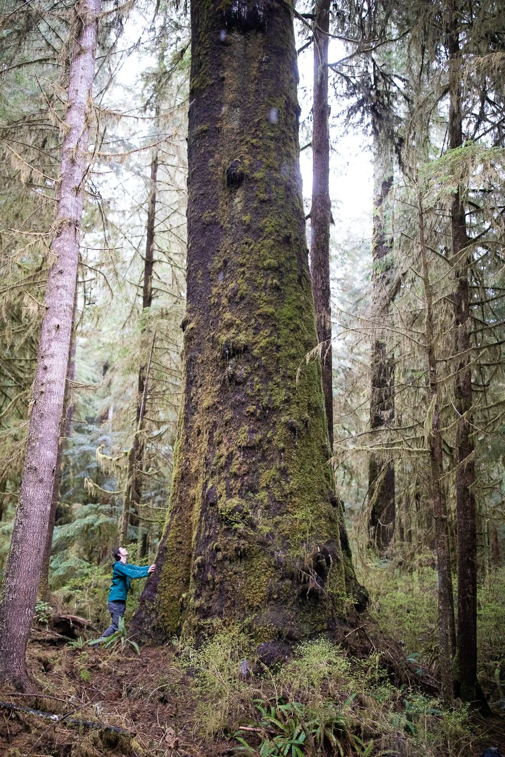 Carmanah Valley: New Giant Spruce Tree Identified — TJ Watt Photography
