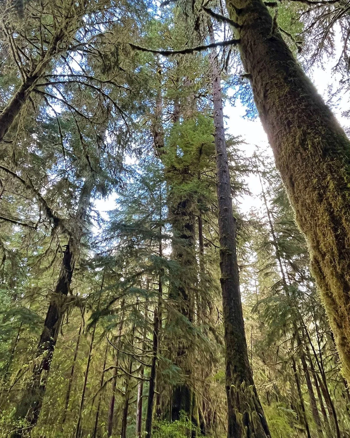 Carmanah Valley: New Giant Spruce Tree Identified — TJ Watt Photography