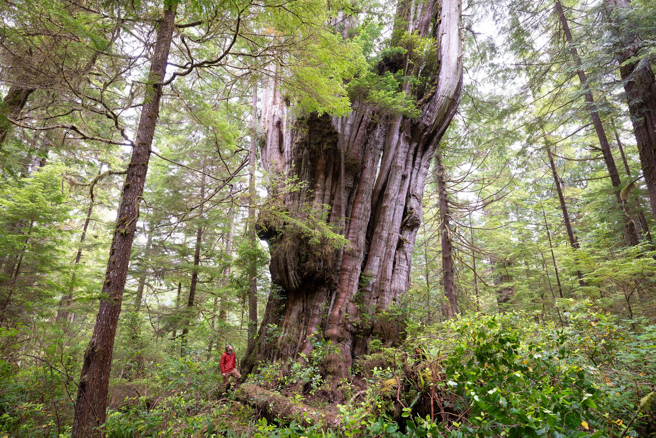 Canada's Most Impressive Tree - Flores Island, Clayoquot Sound, BC — TJ ...