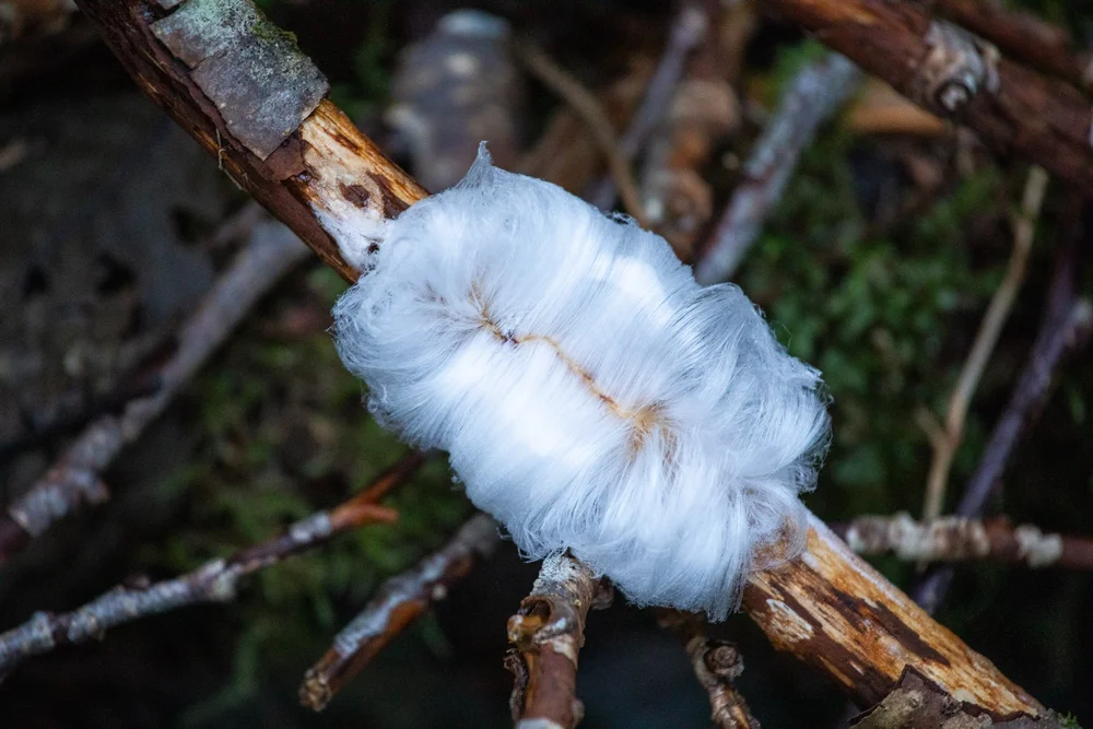 Hair Ice - This Rare Phenomenon Only Appears When Conditions Are Just ...