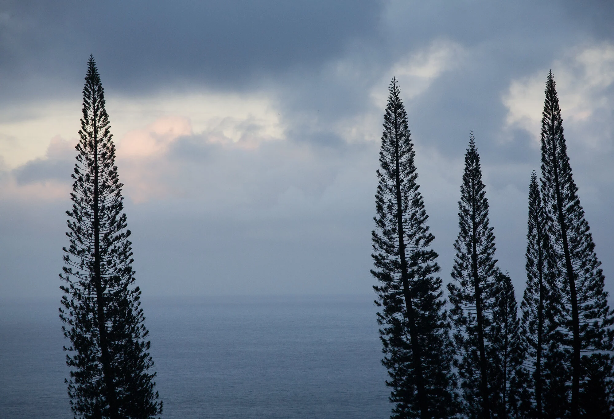 Nature — Tracey Haynes Art