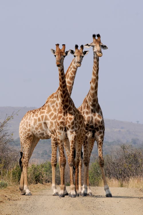 Giraffe Facts — Giraffe Conservation Alliance