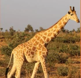 Giraffe Facts — Giraffe Conservation Alliance