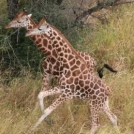 Giraffe Facts — Giraffe Conservation Alliance