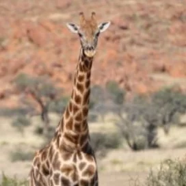 Giraffe Facts — Giraffe Conservation Alliance