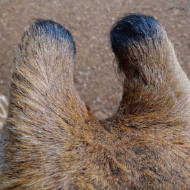 Giraffe Facts — Giraffe Conservation Alliance