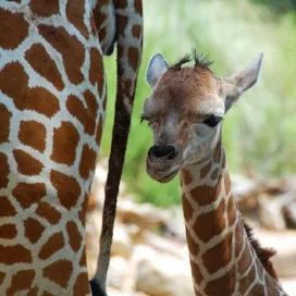 Giraffe Facts — Giraffe Conservation Alliance