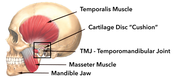 TMJ Disorders — Pitt Meadows Physiotherapy Clinic