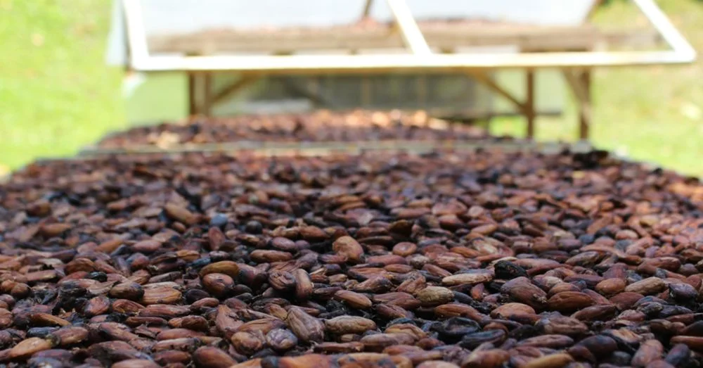 Making Chocolate Elephants at Pod Chocolate | Taking on the World