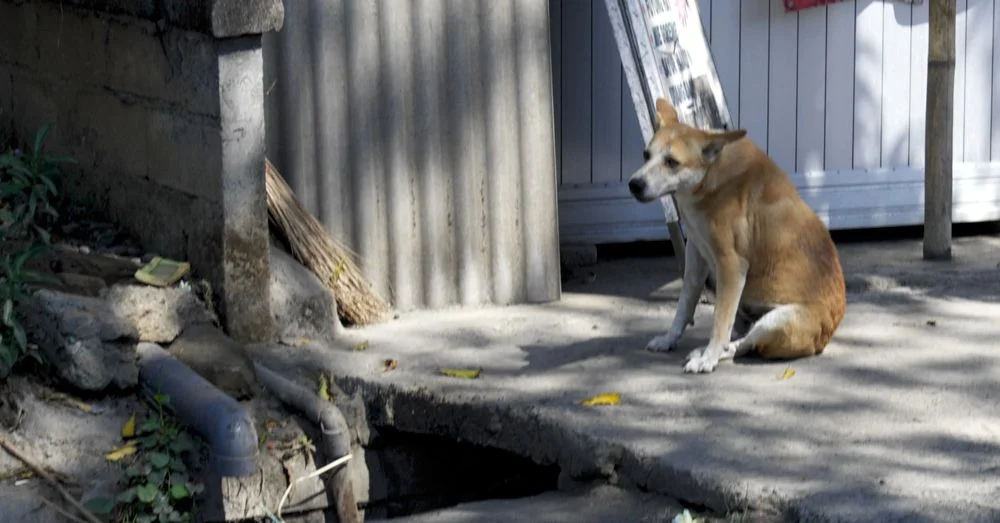 A Gallery of Bali Dogs | Taking on the World